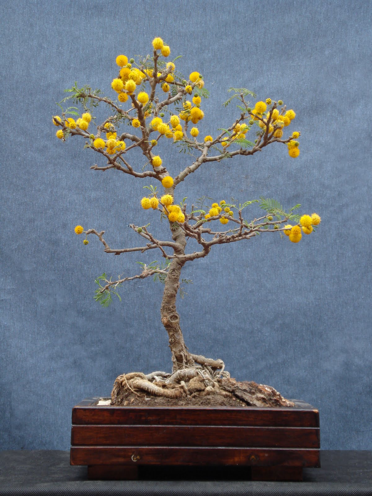 Amigos del Bonsai y Flora Nativa: ESPINILLO