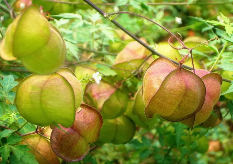 The Earth of India: All About Balloon Vine (Cardiospermum halicacabum)