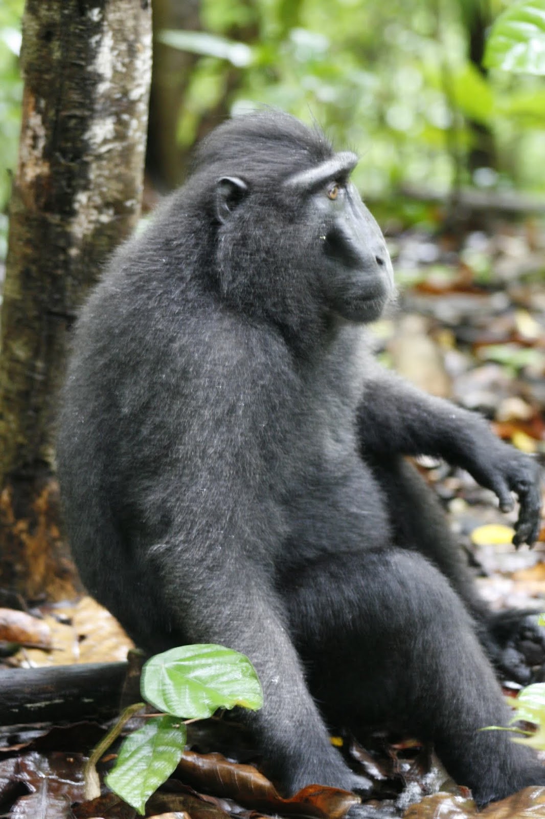 Indonesia birdwatching, Birding Sulawesi, Birding West Papua and ...