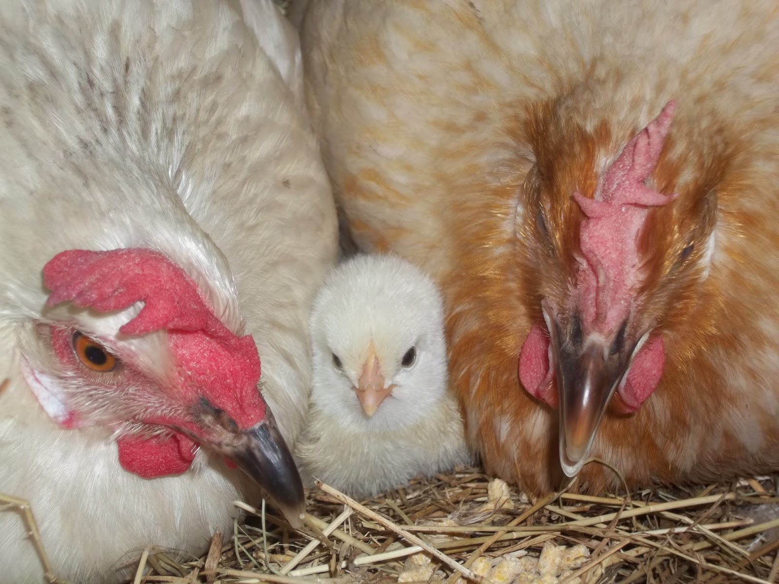 Precious Moments: Chick Chick Here, Chick Chick There, Everywhere a ...