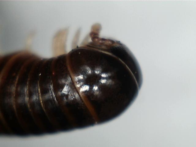 O MUNDO DOS INSETOS: gongolo