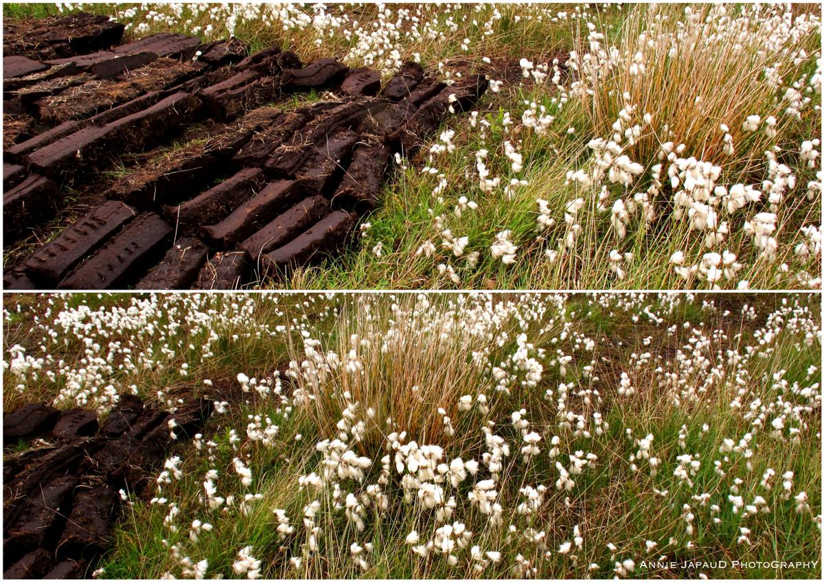 POSTCARDS FROM IRELAND: The Fabulous Bog Lands