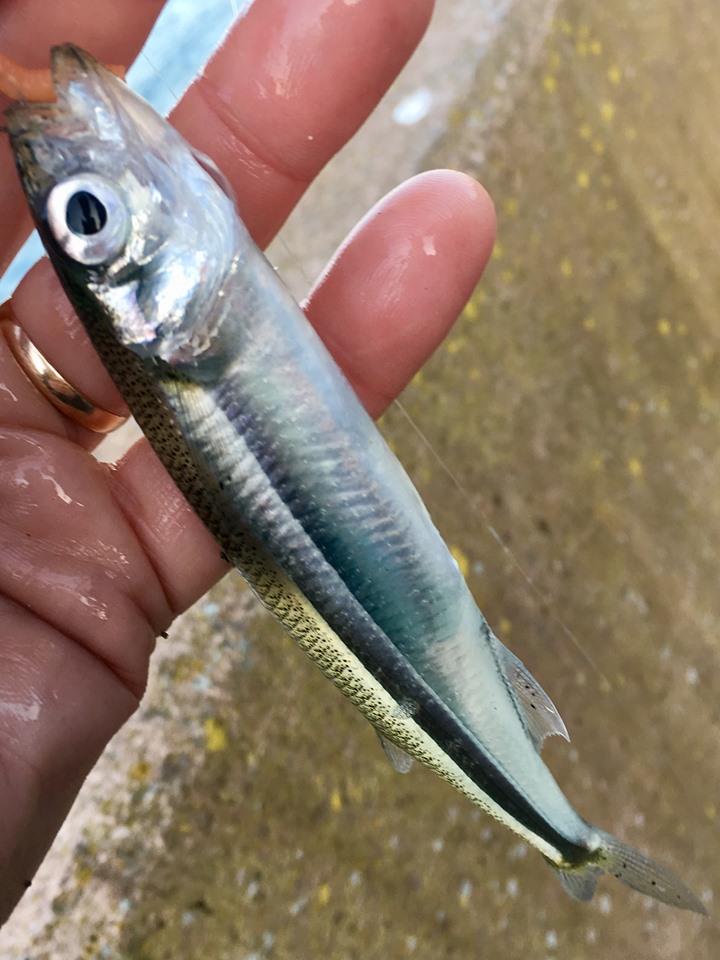 ordinaryangler: 15/09/19 - Bagging up down Devon way