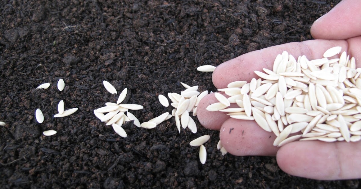 PENGUJIAN PERKECAMBAHAN BENIH - Materi Belajar