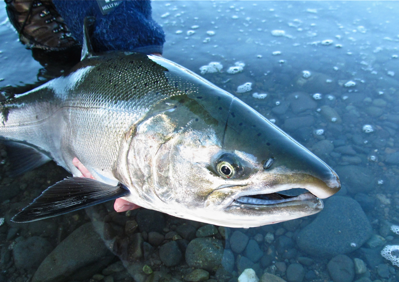 Central Alberta Fly Tying Club: Fly Fishing for Salmon on Vancouver Island