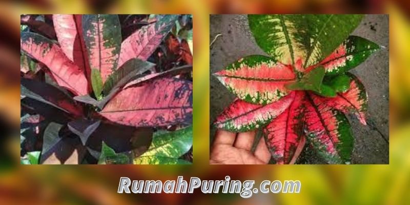 Ini Dia 9 Jenis Tanaman Puring yang Paling Populer Dipasaran! - rumah ...