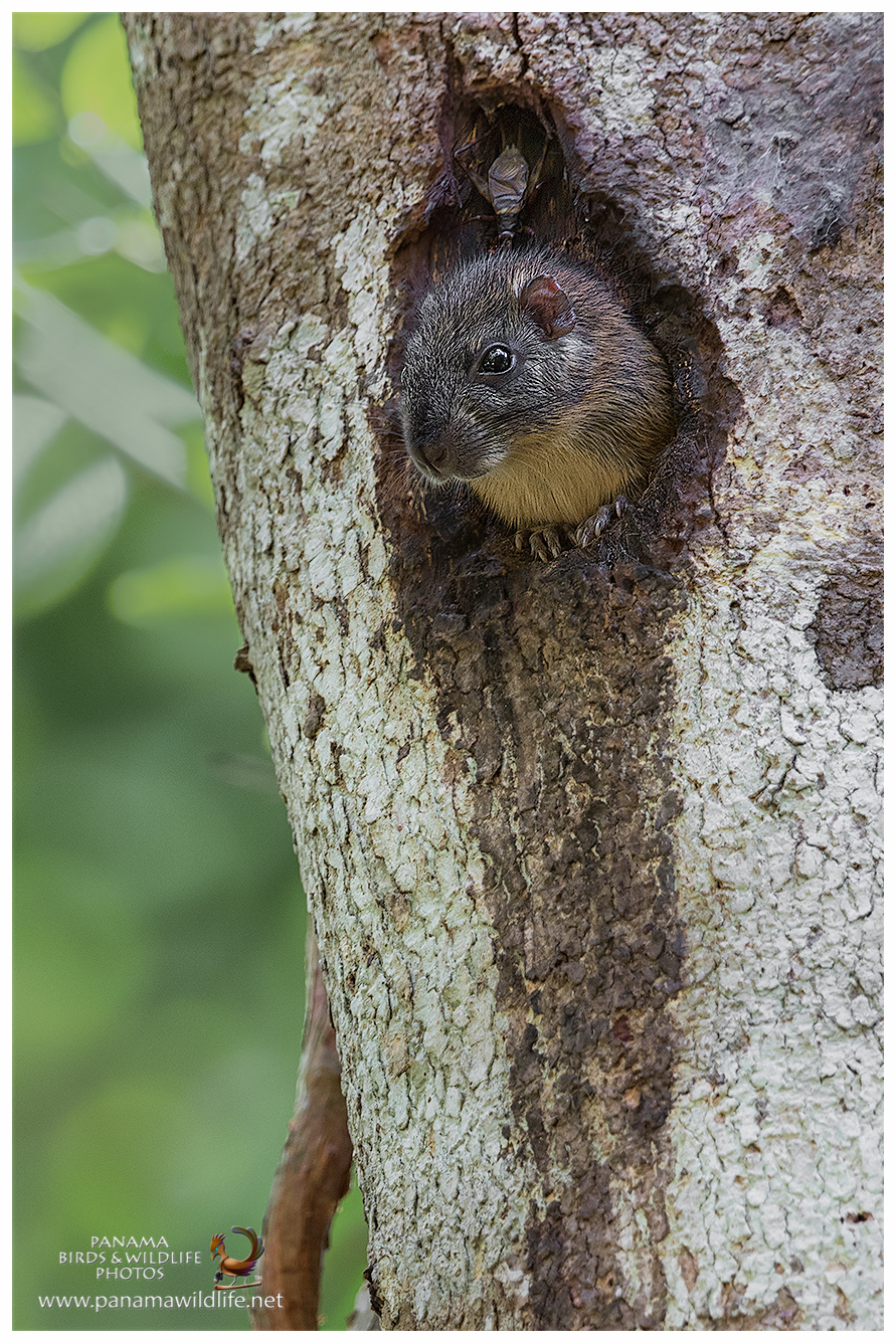 Featured species: Rufous Soft-furred Spiny-rat (Diplomys labilis)