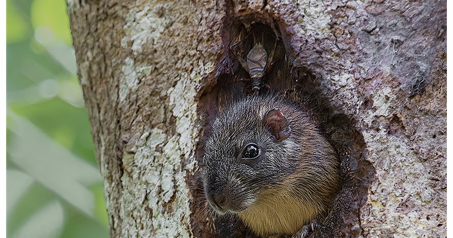 Featured species: Rufous Soft-furred Spiny-rat (Diplomys labilis)