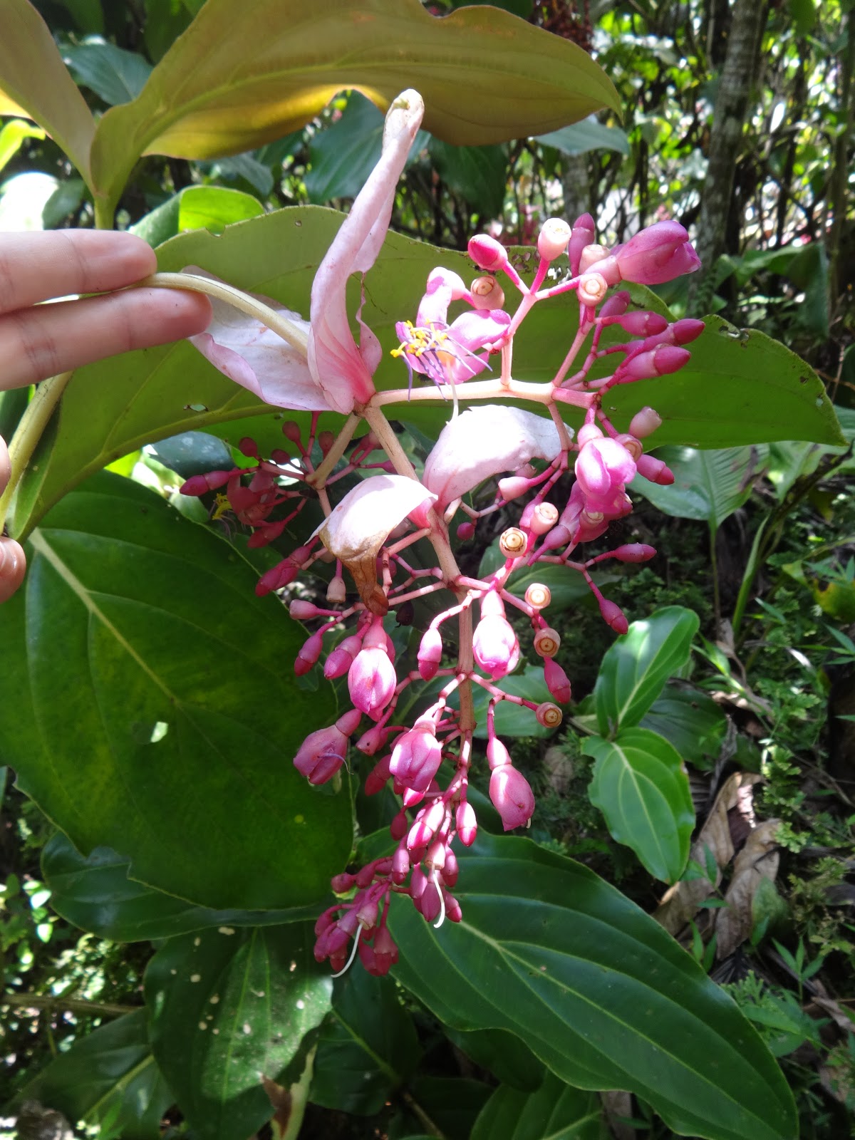 Herbs from Distant Lands: Medinilla magnifica, Medinilla pendula ...