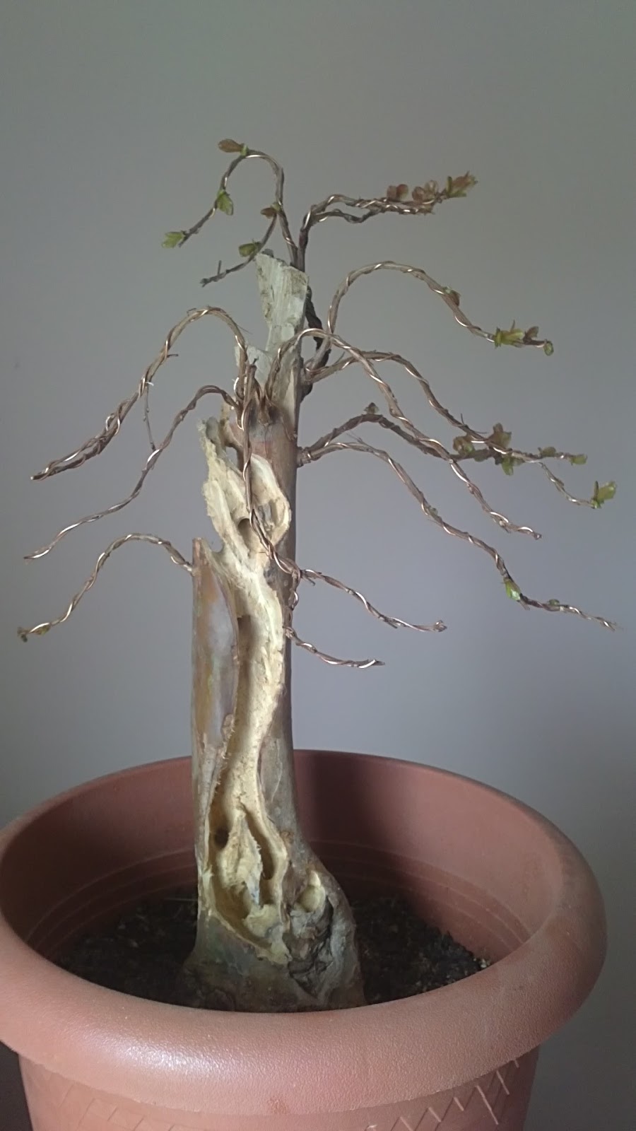 Bonsai de andar por casa...: Árbol de Júpiter - Lagerstroemia indica