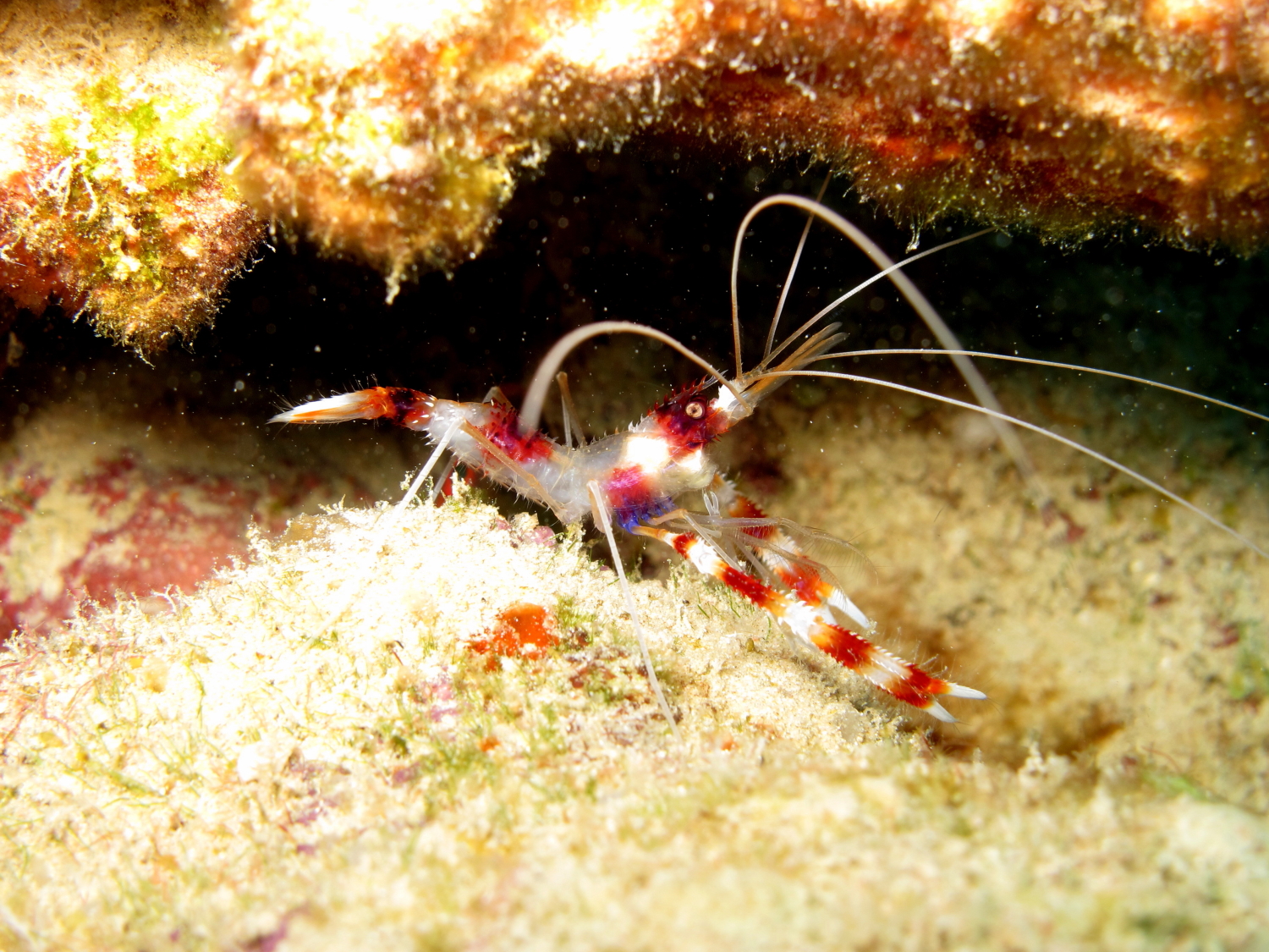 Rambling Jill: Banded coral shrimp
