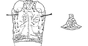 Variety of Life: Carathrips