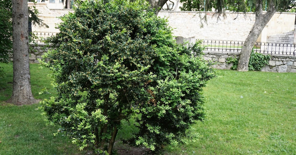 Plantas de Huerta Otea, Salamanca: Boj común (Buxus sempervirens)