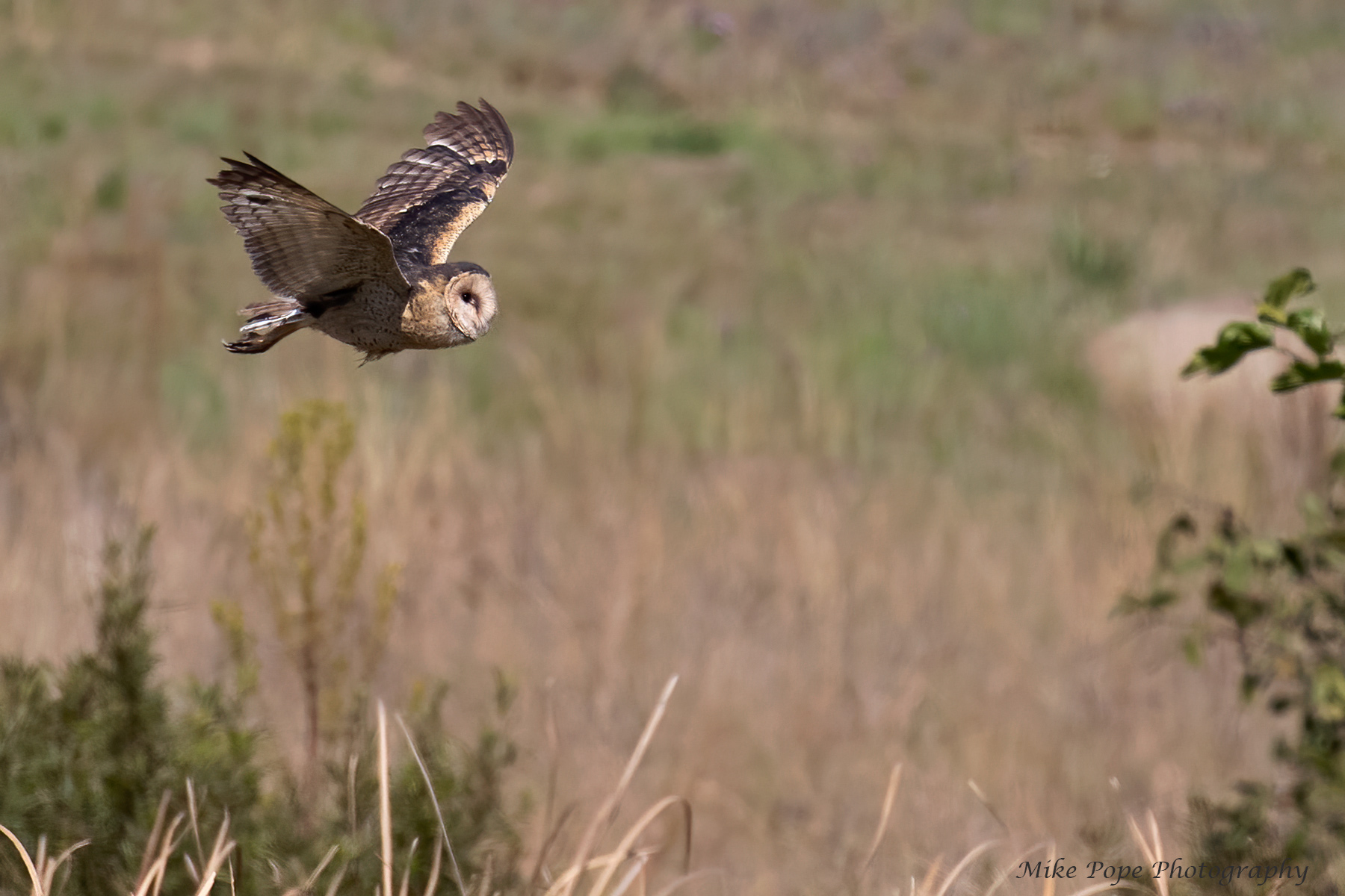 Birding | Photography | Adventure: GECKO; African Grass Owl
