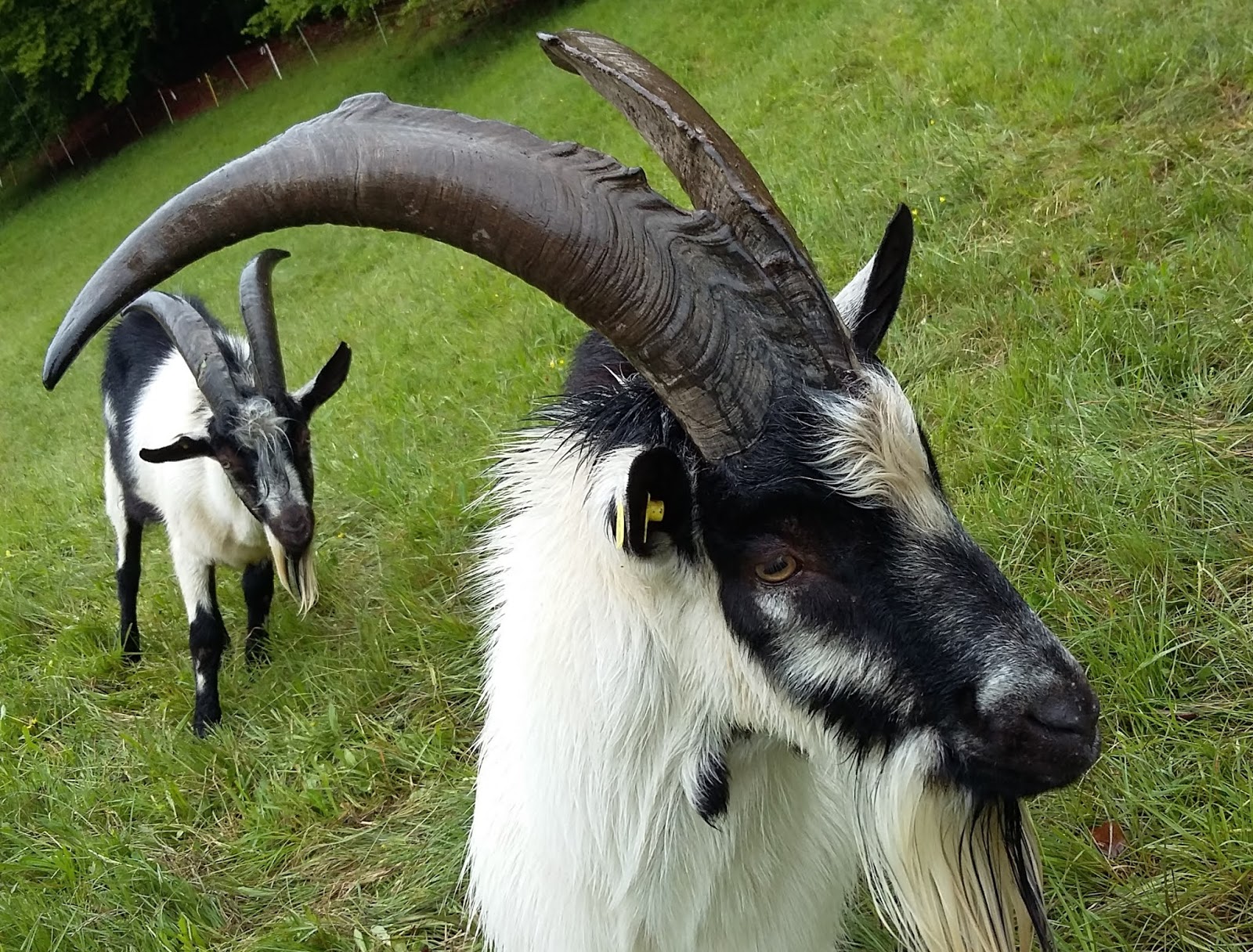 Pfauenziege GR: Aktuell