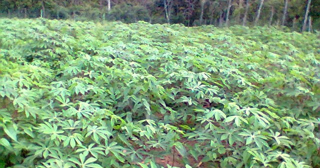 Tips dan Cara Menanam Singkong Yang Baik dan Benar - Rumah Petani