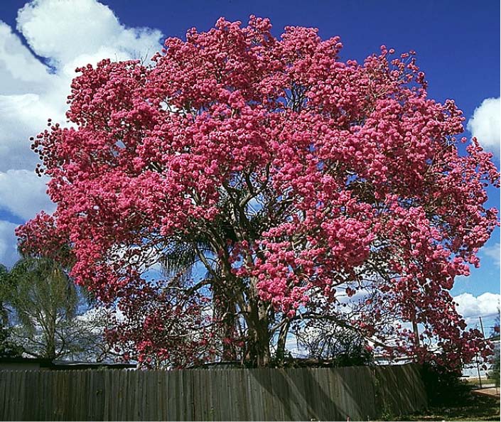 Beechwood Landscape Architecture and Construction: Purple Trumpet Tree ...