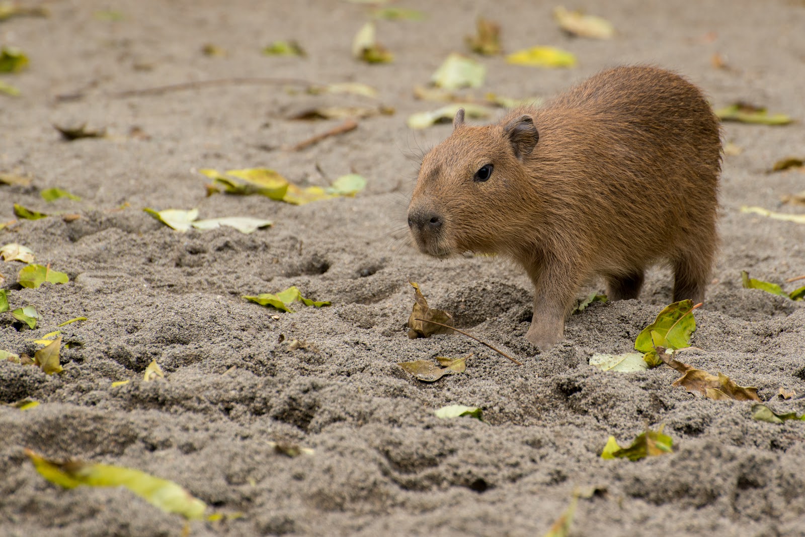 Bank of PhotoGraphics: Ueno Zoo XIII: Capybara 4