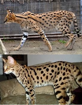 5 Spesies Kucing Termahal di Dunia - *Banjir Embun*