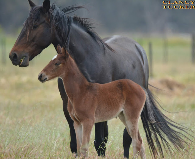 Clancy Tucker's Blog: 4 November 2019 - STRANGE POUCH ANIMALS IN AUSTRALIA