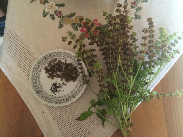 How to Collect Basil Seeds