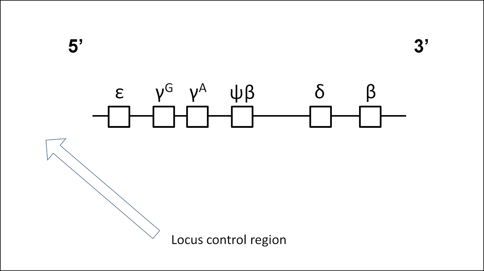 the locus control region