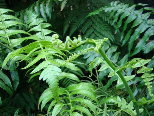 Let not misfortune befall me; my children don’t know their plants yet