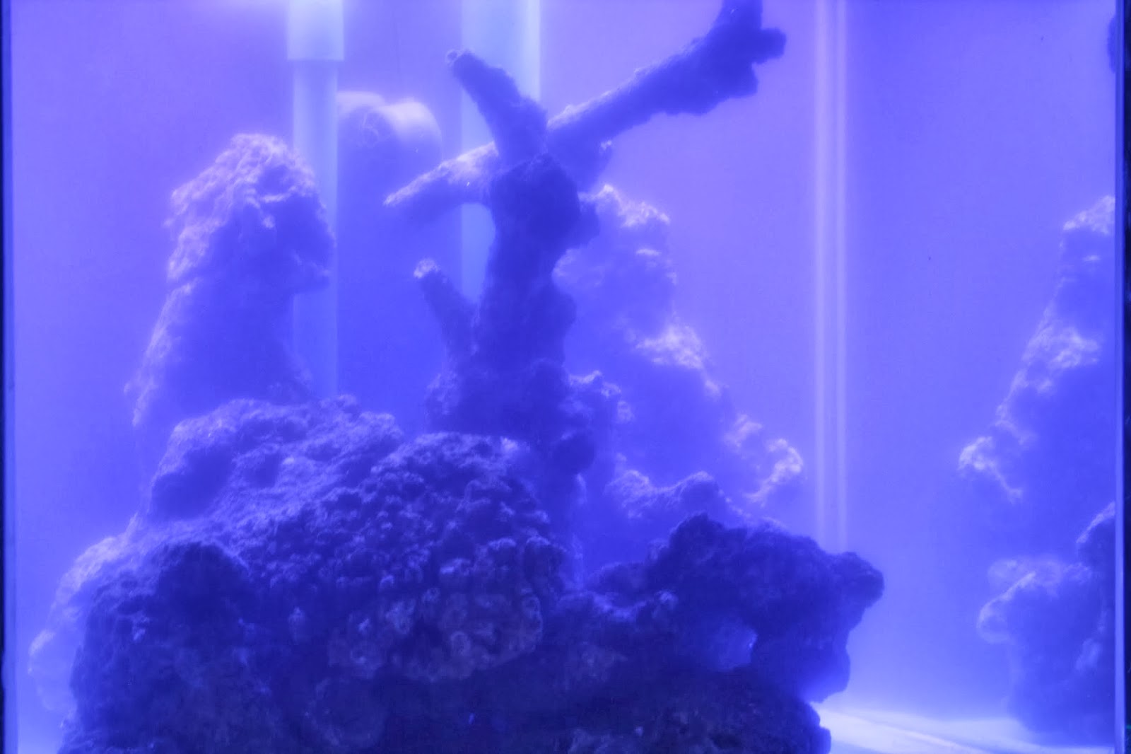 L'aquarium d'eau de mer sous les tropiques: Installation des pierres ...