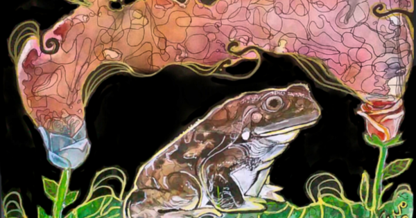 ESTAS DIVINIDADES PSIQUEMOLAN: BUFO ALVARIUS : EL SAPO DEL AMANECER (DMT)