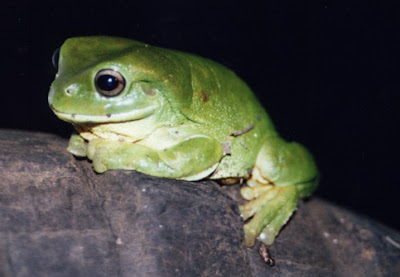 Cute Little Frogs In Photos | Funny And Cute Animals