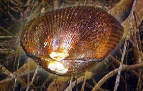 ECOSISTEMAS DE COSTA RICA: MANGLAR