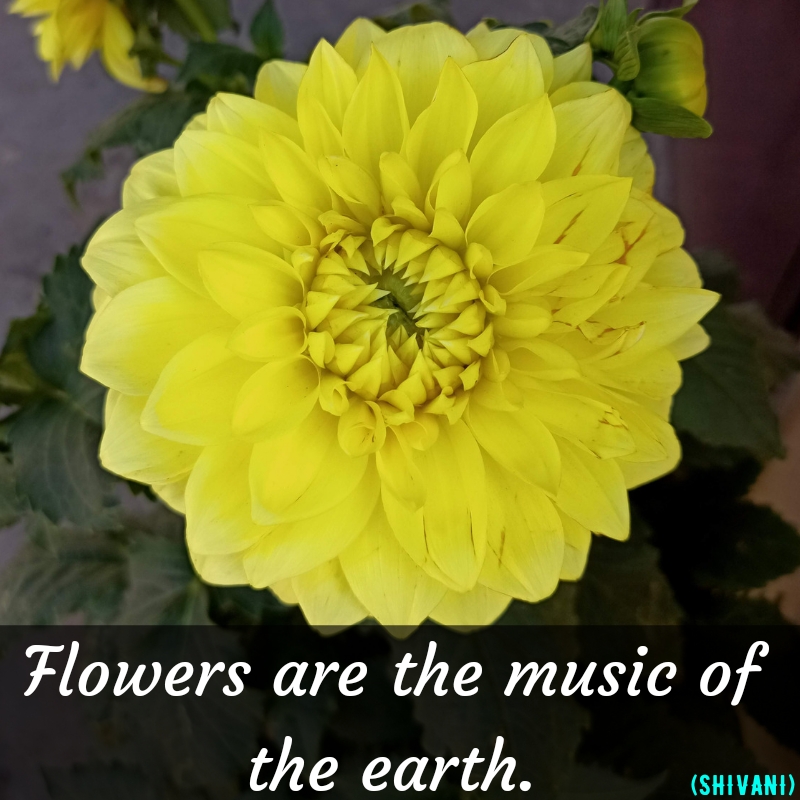 Best 30 Inspirational Flower Quotes With Beautiful Pictures-Quotes ...