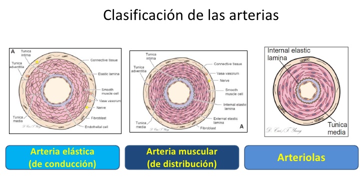 CONCEPTOS BÁSICOS DE ANATOMÍA. Capitulo 2 : Aparato circulatorio y ...