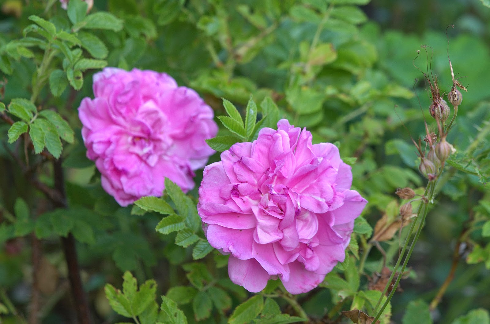 I never promised you a rose garden - Mina rosor : Mrs Doreen Pike