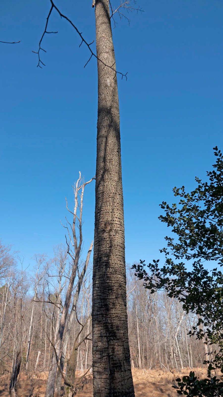 Room Without Walls: I Talk to the Trees