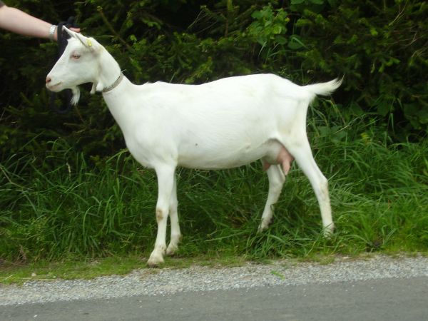 capre de lapte si de carne din import