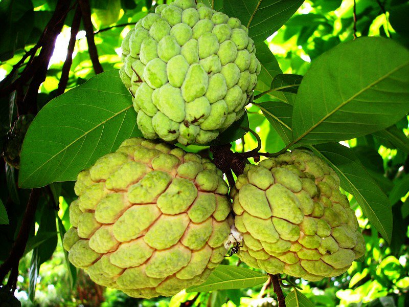 Ang Alamat ng Atis | Buklat