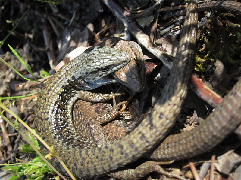 Meandering Washington: All Creatures Great and Small