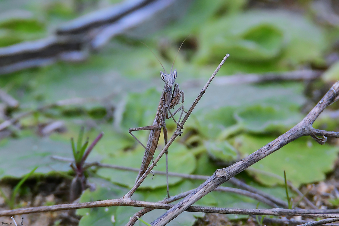 Objetivo: Naturaleza Viva: Mantis saltadora (Apteromantis aptera)