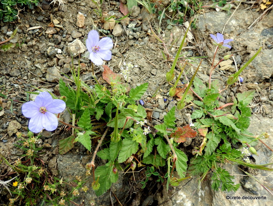 Flore de Crète: Erodium gruinum - Bec-de-grue