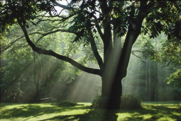 WALNUT TREES - Juglans species |The Garden of Eaden