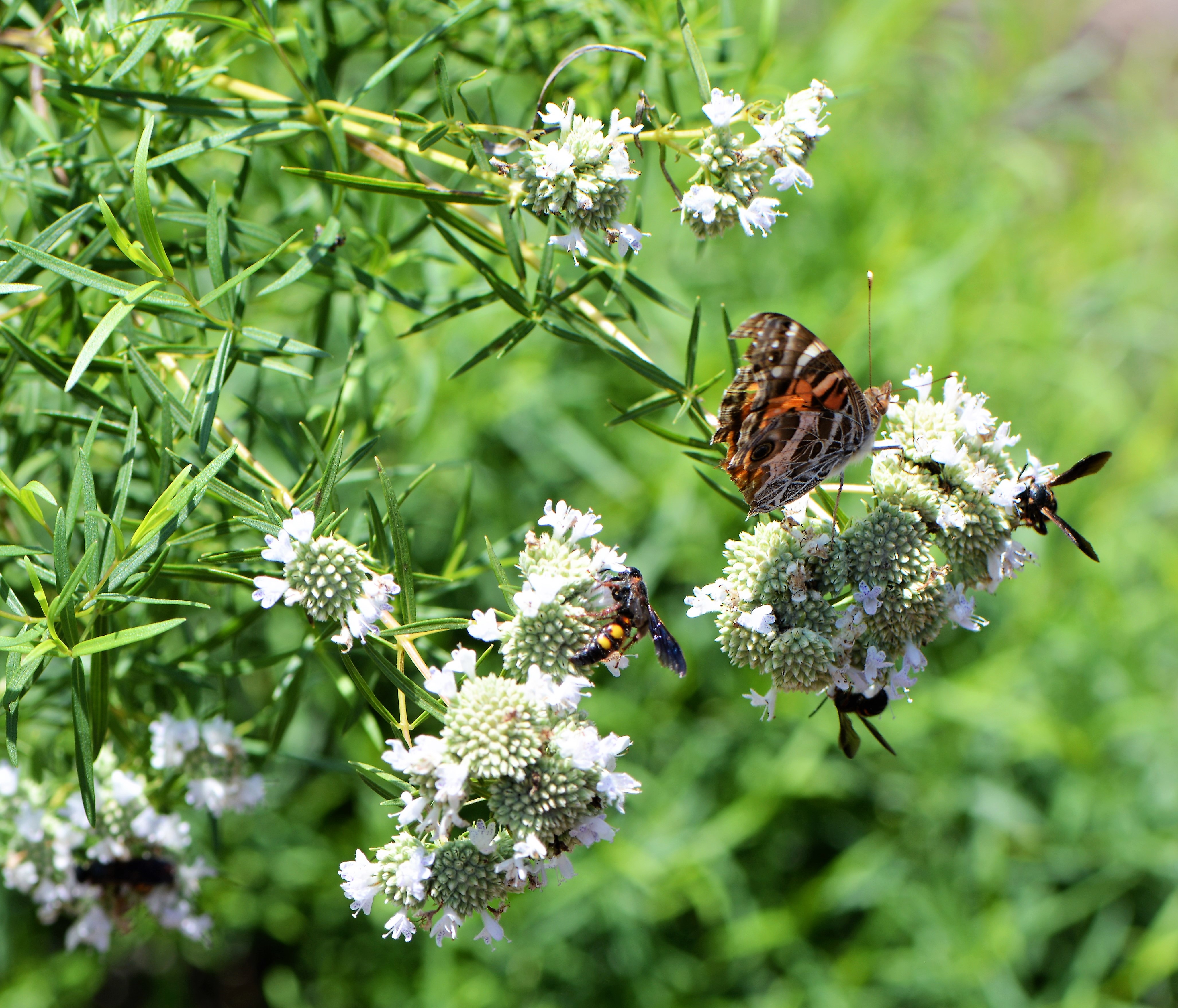 Wildflower Wednesday: Mountain Mint, A Top Pollinator Plant