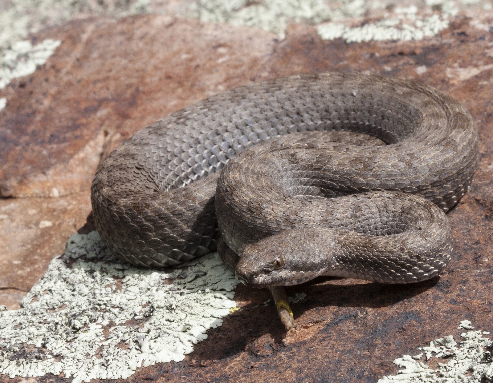 Salamander-Shmalamander: 2013