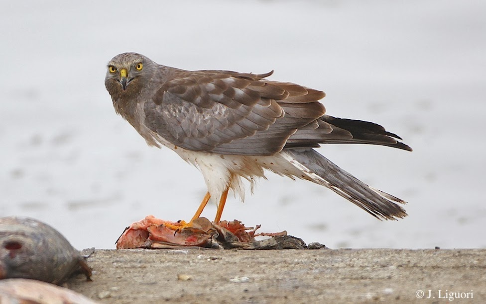 Raptor Identification and Photography: Opportunistic Hawks