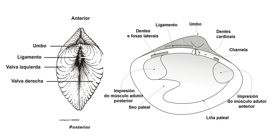 AMIGOS PARA SIEMPRE: MORFOLOGÍA DE LOS BIVALVOS