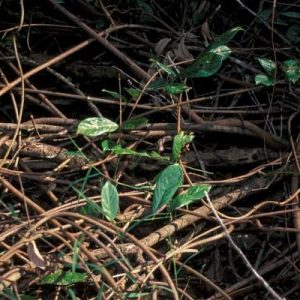 SIMPLISIA RADIX - FARMAKOGNOSI