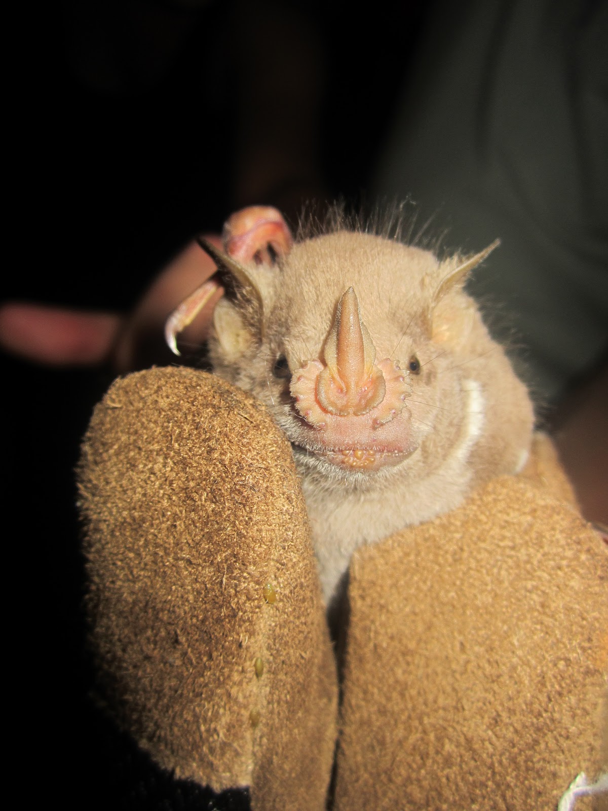 east coast heart and a west coast mentality: NASBR conference in Puerto ...