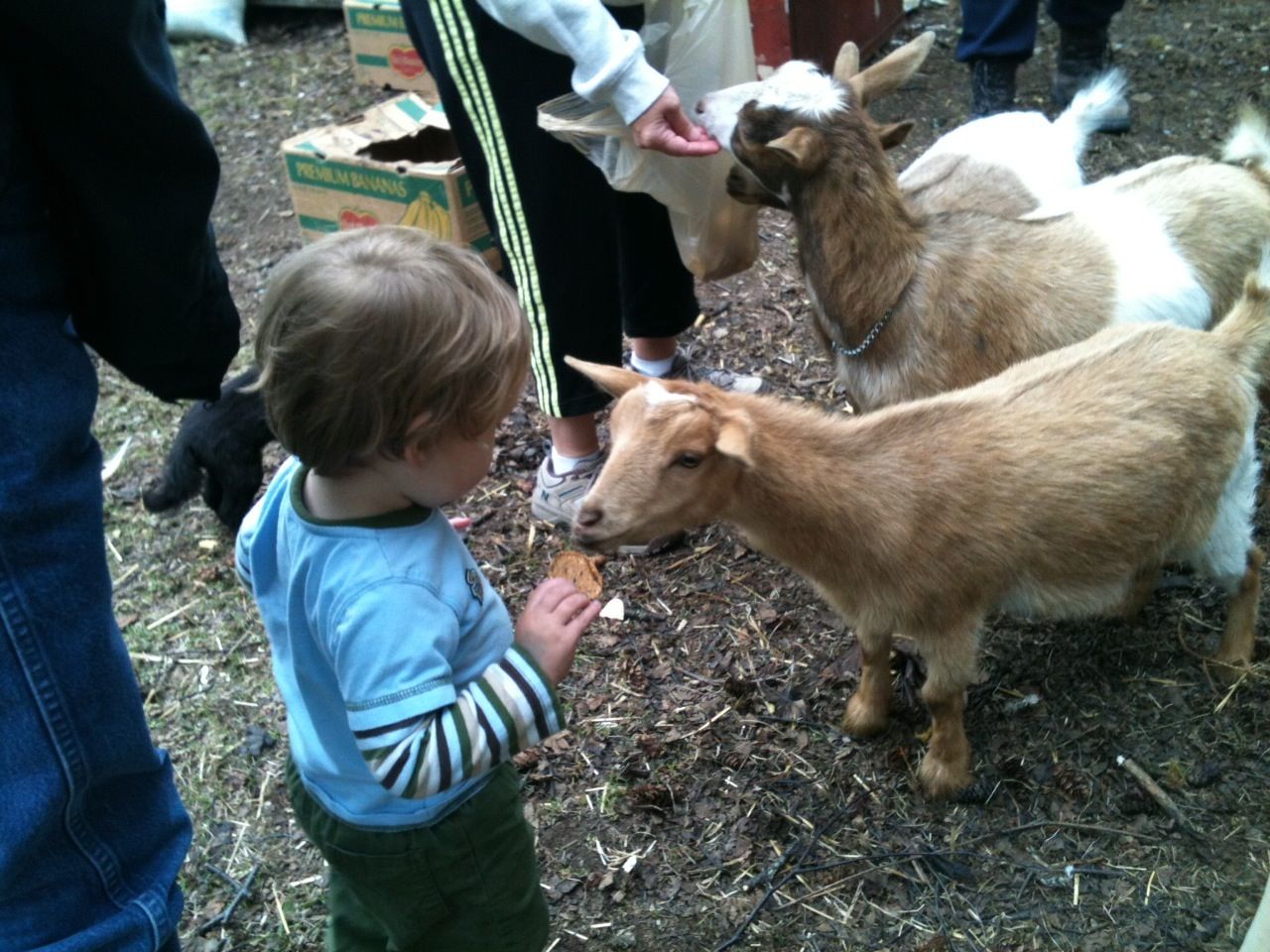 Sawyer360: Goats and Chickens!