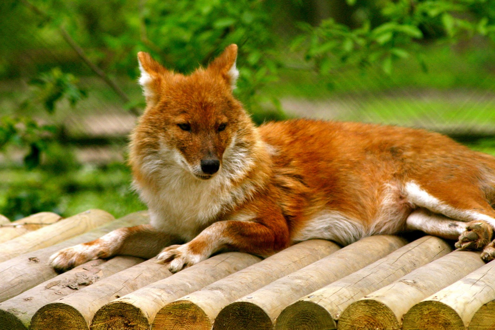 Dhole | The Life of Animals