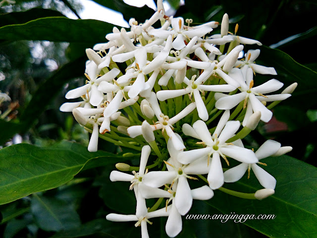 WW : Kuntuman Putih Suci Dari Desa